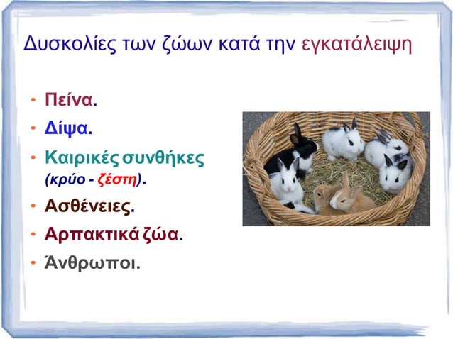 κατοικίδια ζώα-!!!!! | DOCX