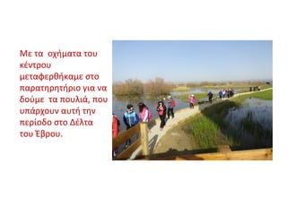 Δέλτα του Έβρου | PPT