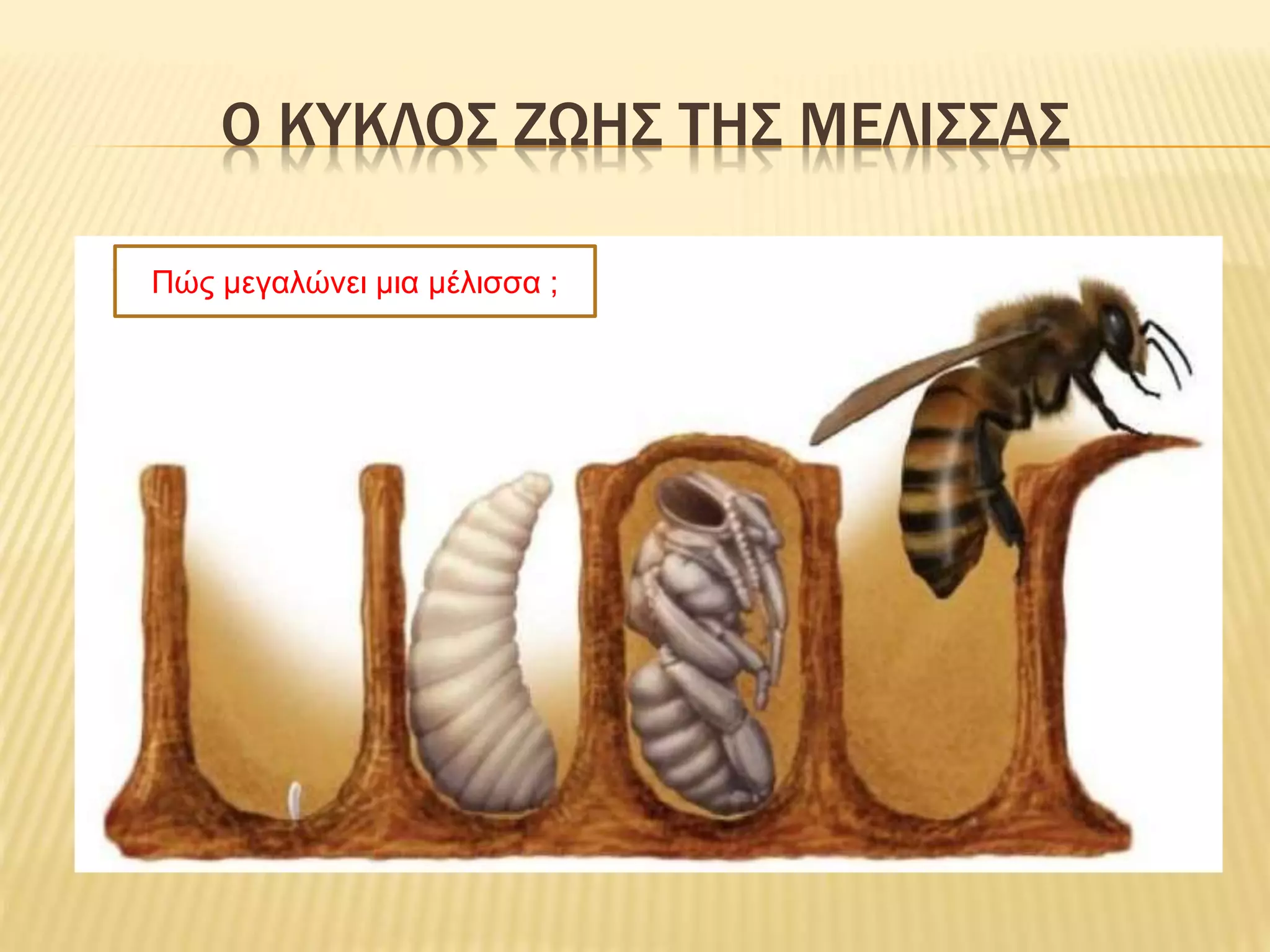 ο κυκλος ζωης της μελισσας | PPTX