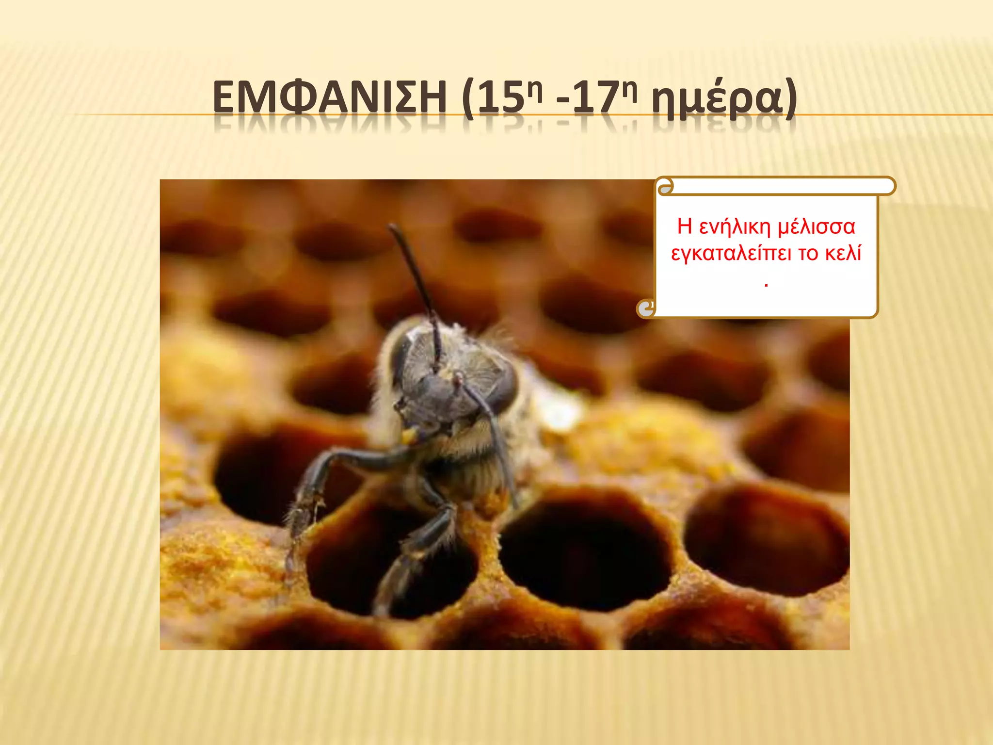 ο κυκλος ζωης της μελισσας | PPTX
