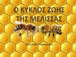 ο κυκλος ζωης της μελισσας | PPTX