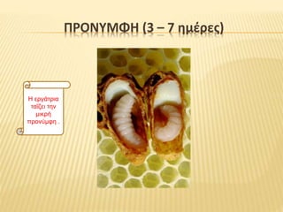 ο κυκλος ζωης της μελισσας | PPTX