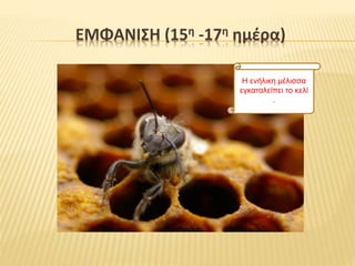 ο κυκλος ζωης της μελισσας | PPTX