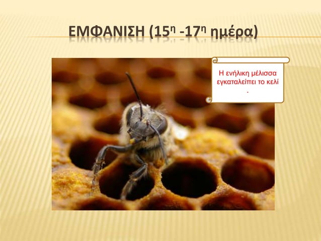 ο κυκλος ζωης της μελισσας | PPTX