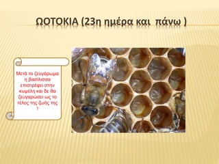 ο κυκλος ζωης της μελισσας | PPTX