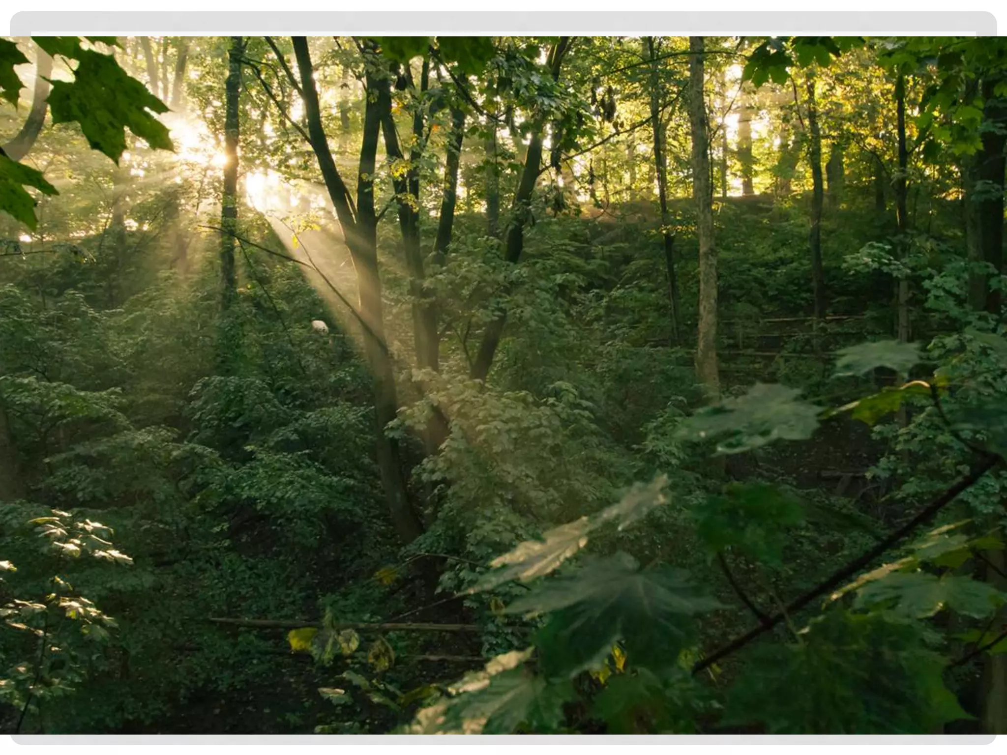 ,,Forest, green gold,, | PPT