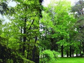 ,,Forest, green gold,, | PPT