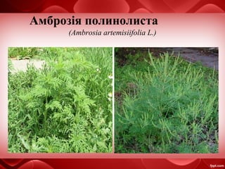 Презентація кукурудза | PPT