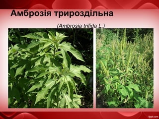 Презентація кукурудза | PPT