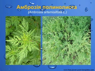 Презентація соя | PPT