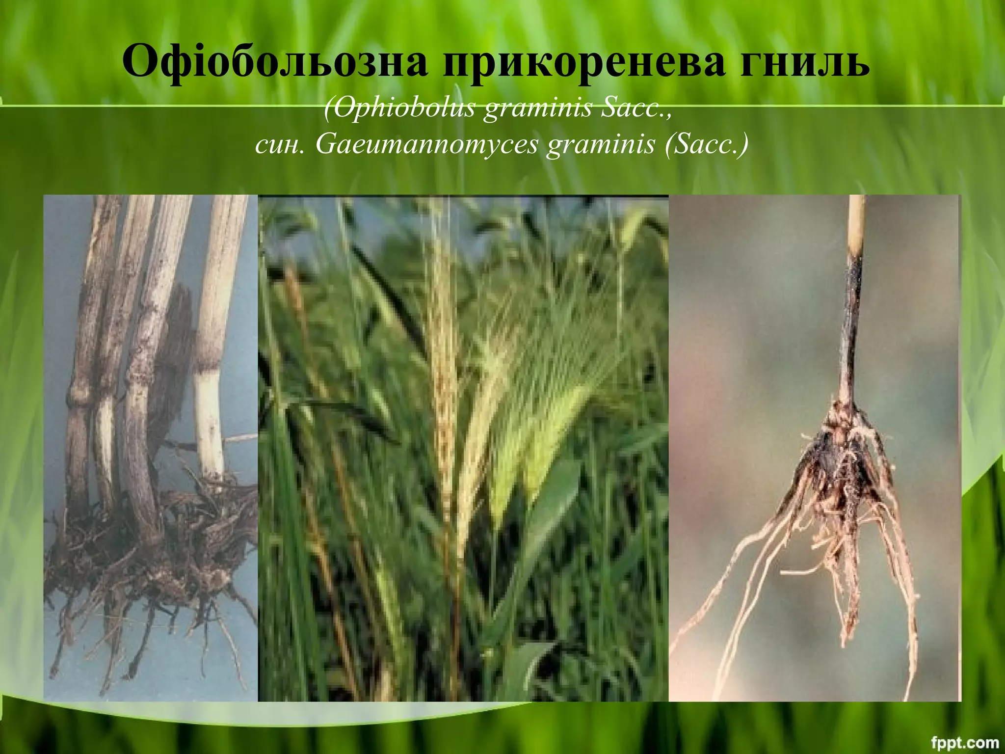 Презентація ячмінь | PPT