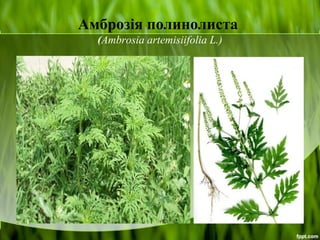 Презентація ячмінь | PPT