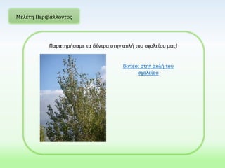 Ένα δέντρο η αφορμή! | PPT