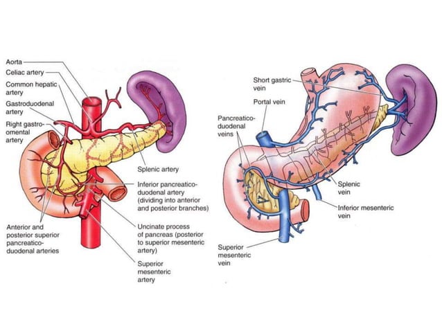 нойр булчирхайн хорт хавдар | PPT