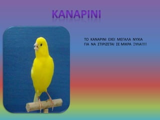 κατοικιδια ζωα | PPT