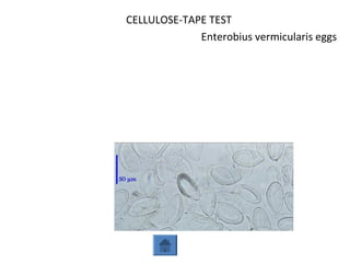 قسم الروتين | PPT