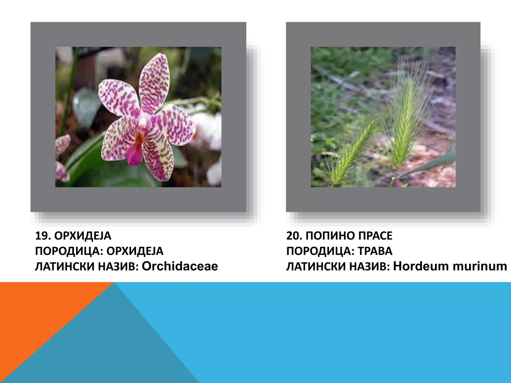 Digitalni herbarijum | PPTX