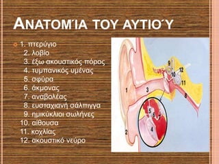 το αυτι | PPTX