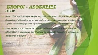 Το λάδι στη θρησκεία μας | PPTX