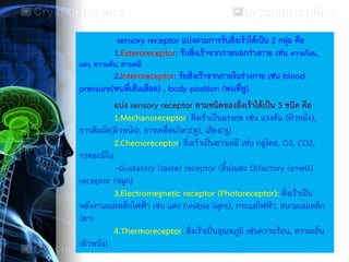 อวัยวะรับความรู้สึก | PDF