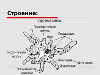 многообразие одноклеточных организмов | PPT