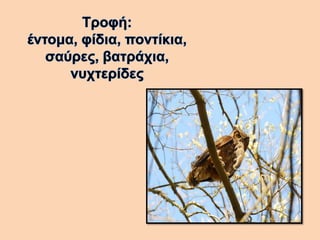 Βάγια η κουκουβάγια | PDF
