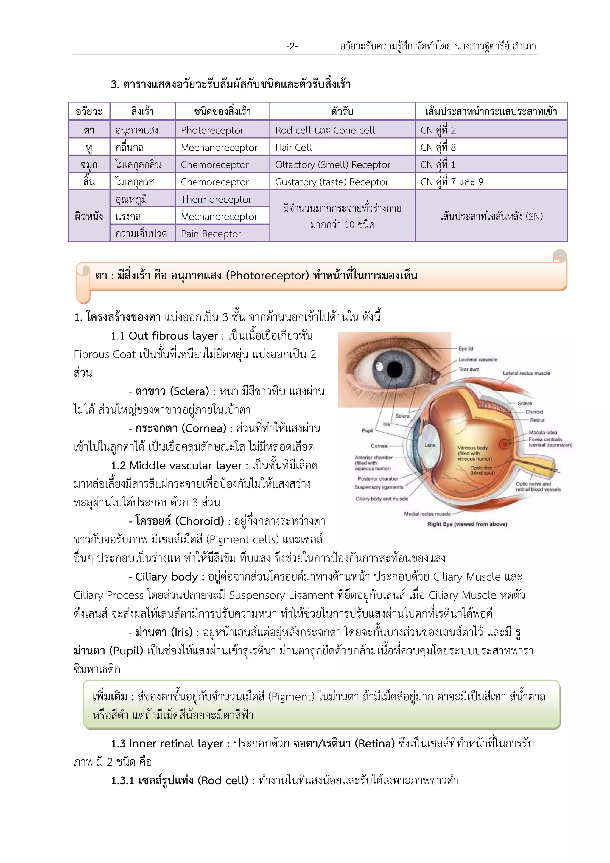 อวัยวะรับความรู้สึก | PDF