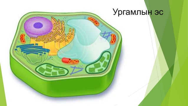 эсийн бүтэц Ppt