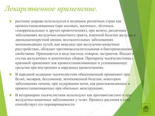 тысячелистник обыкновенный | PPT