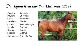 ສັດກີນຫຍ້າ | PPT