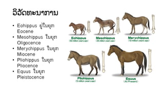 ສັດກີນຫຍ້າ | PPT