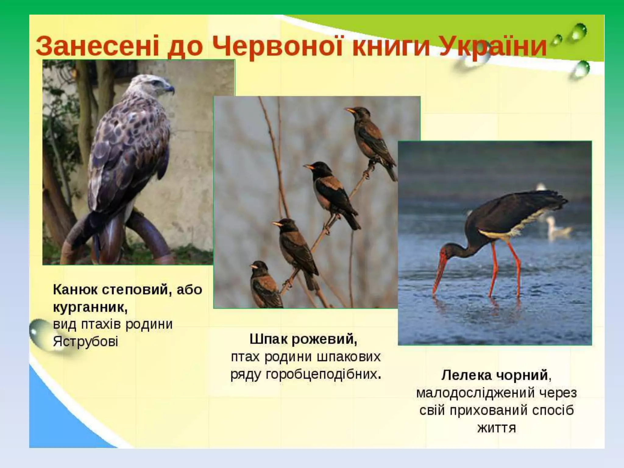 Червона книга України | PPTX