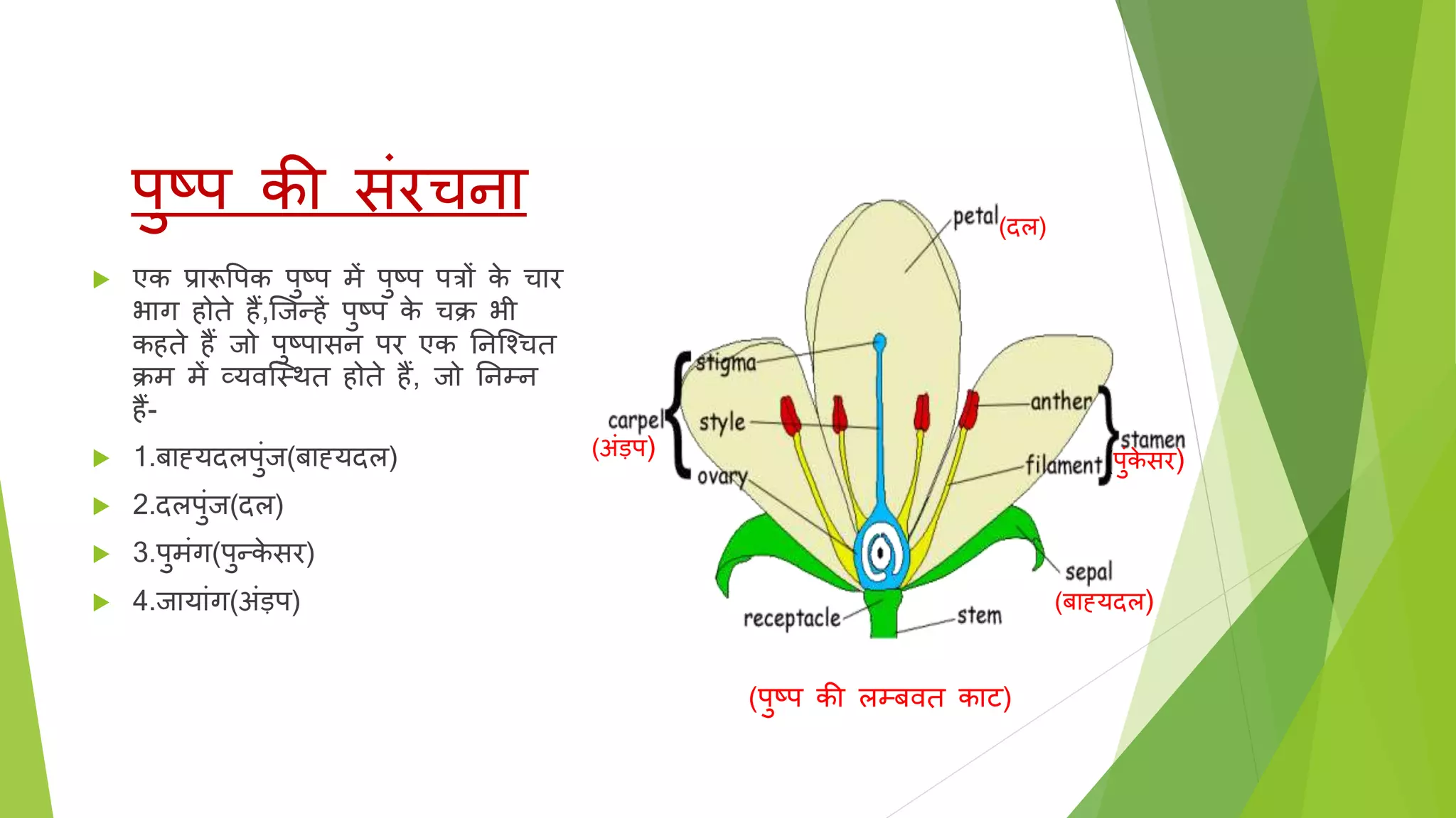 पुष्प की संरचना Ppt