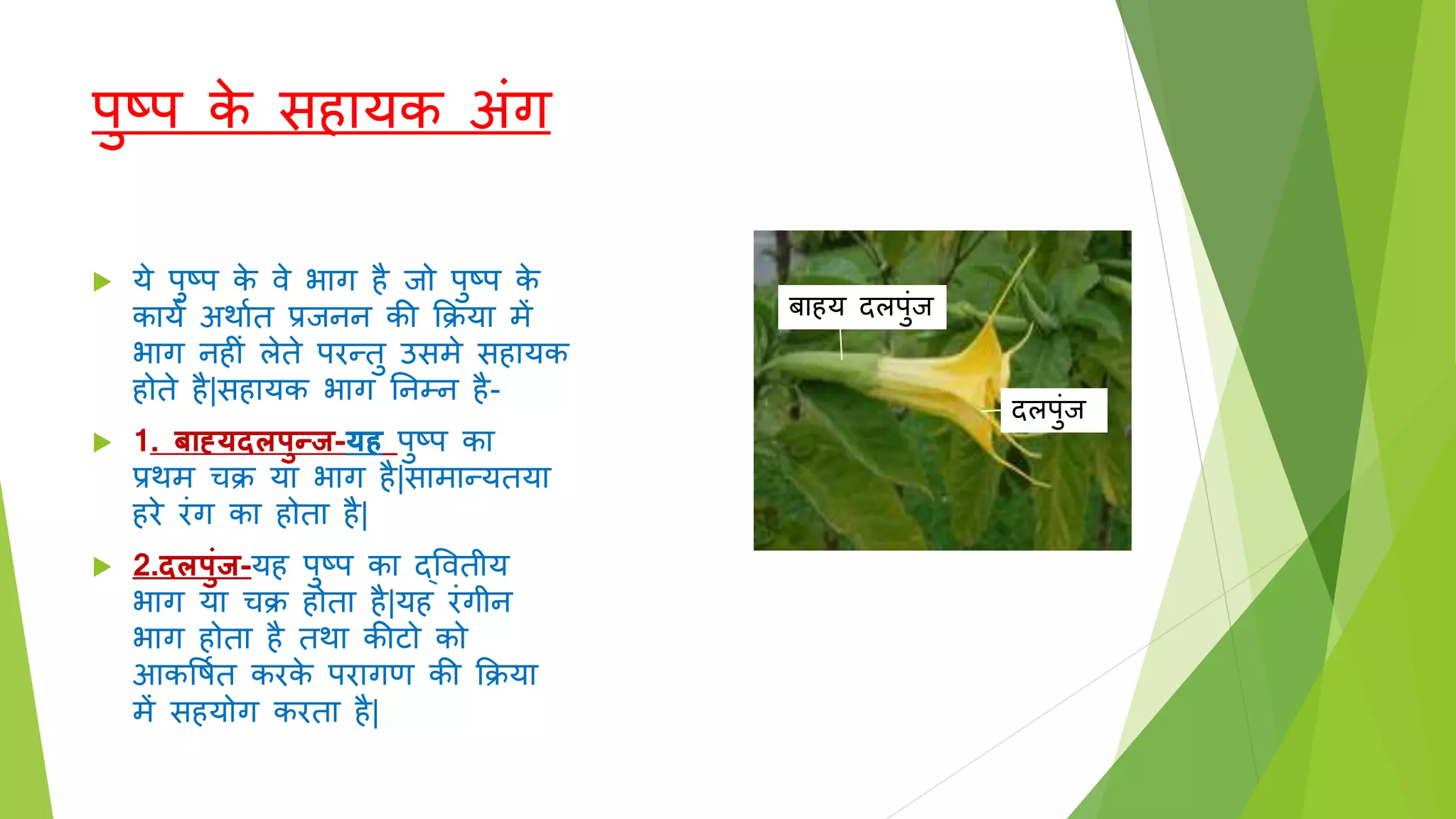 पुष्प की संरचना Ppt