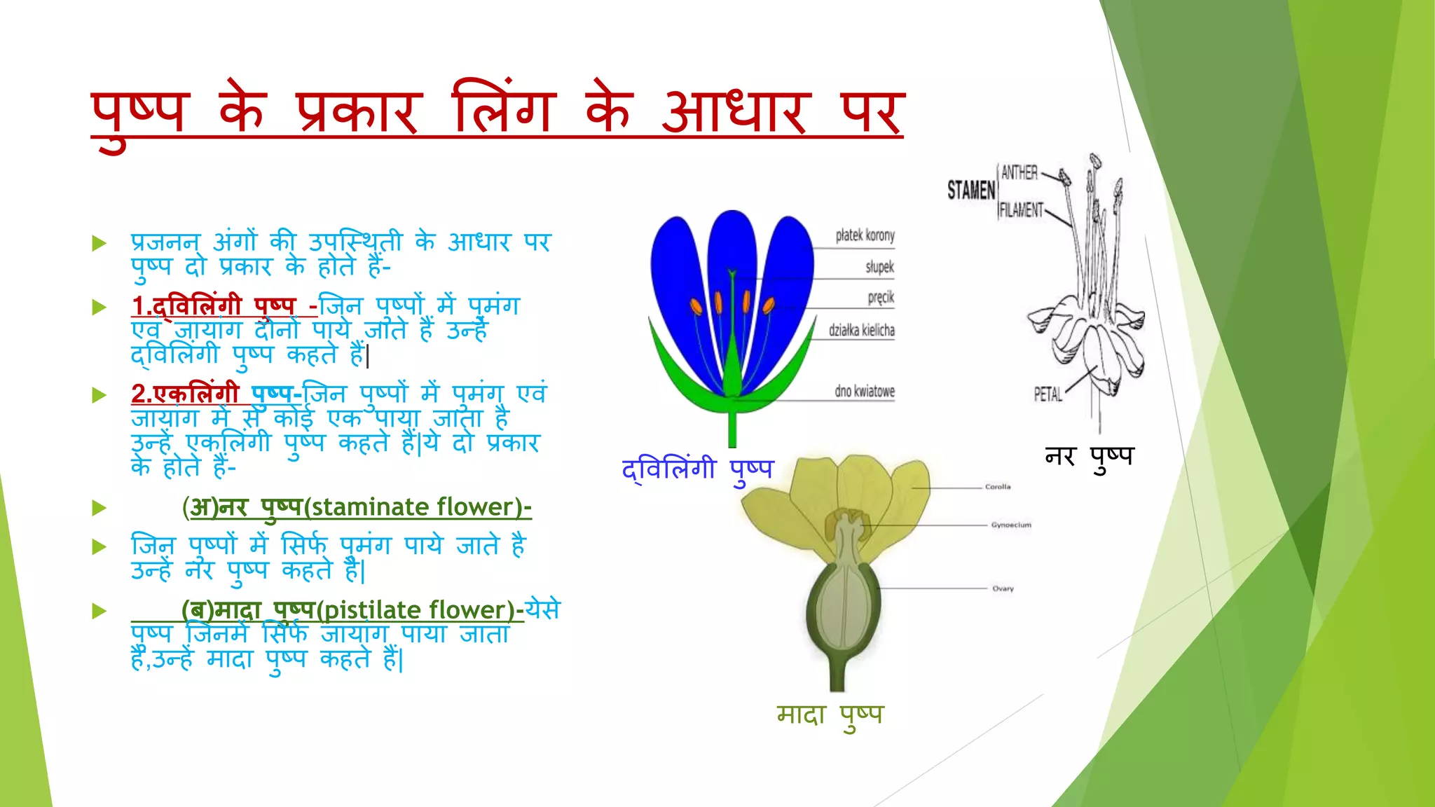 पुष्प की संरचना Ppt