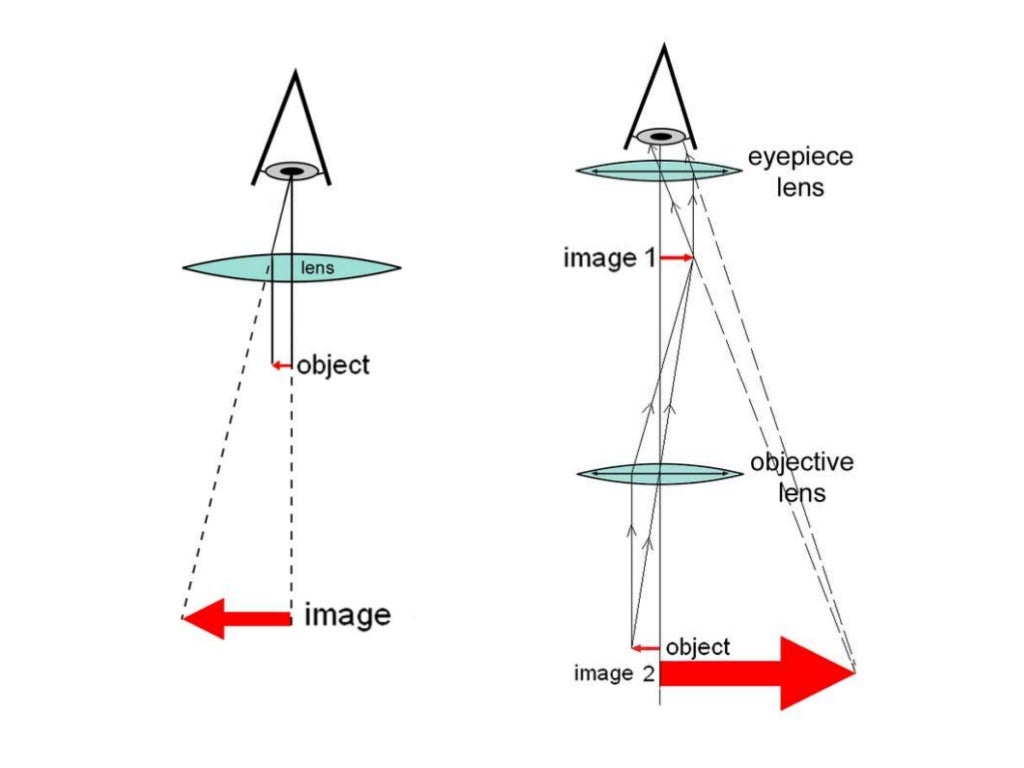 микроорганизми