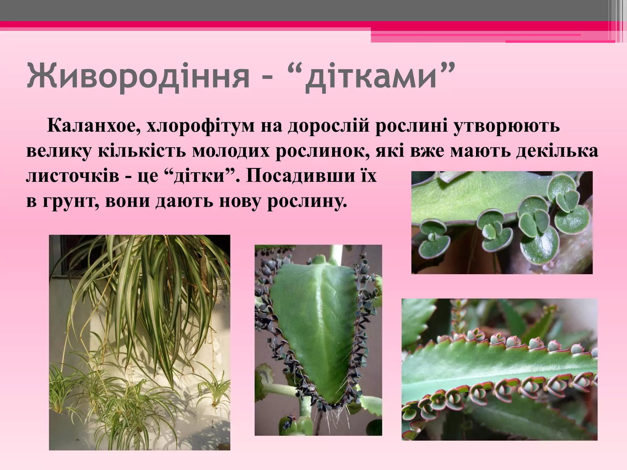 вегет. розм рослин | PPT
