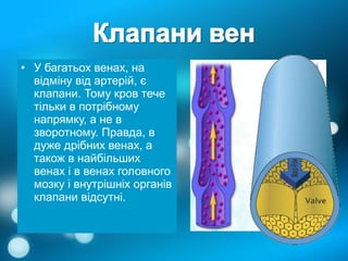 вени | PPT