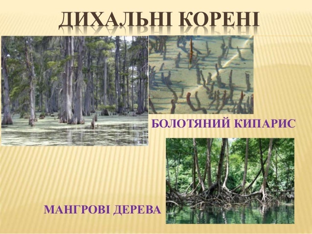 презентація до уроку "Види коренів та їх видозміни"