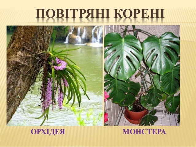 презентація до уроку "Види коренів та їх видозміни"