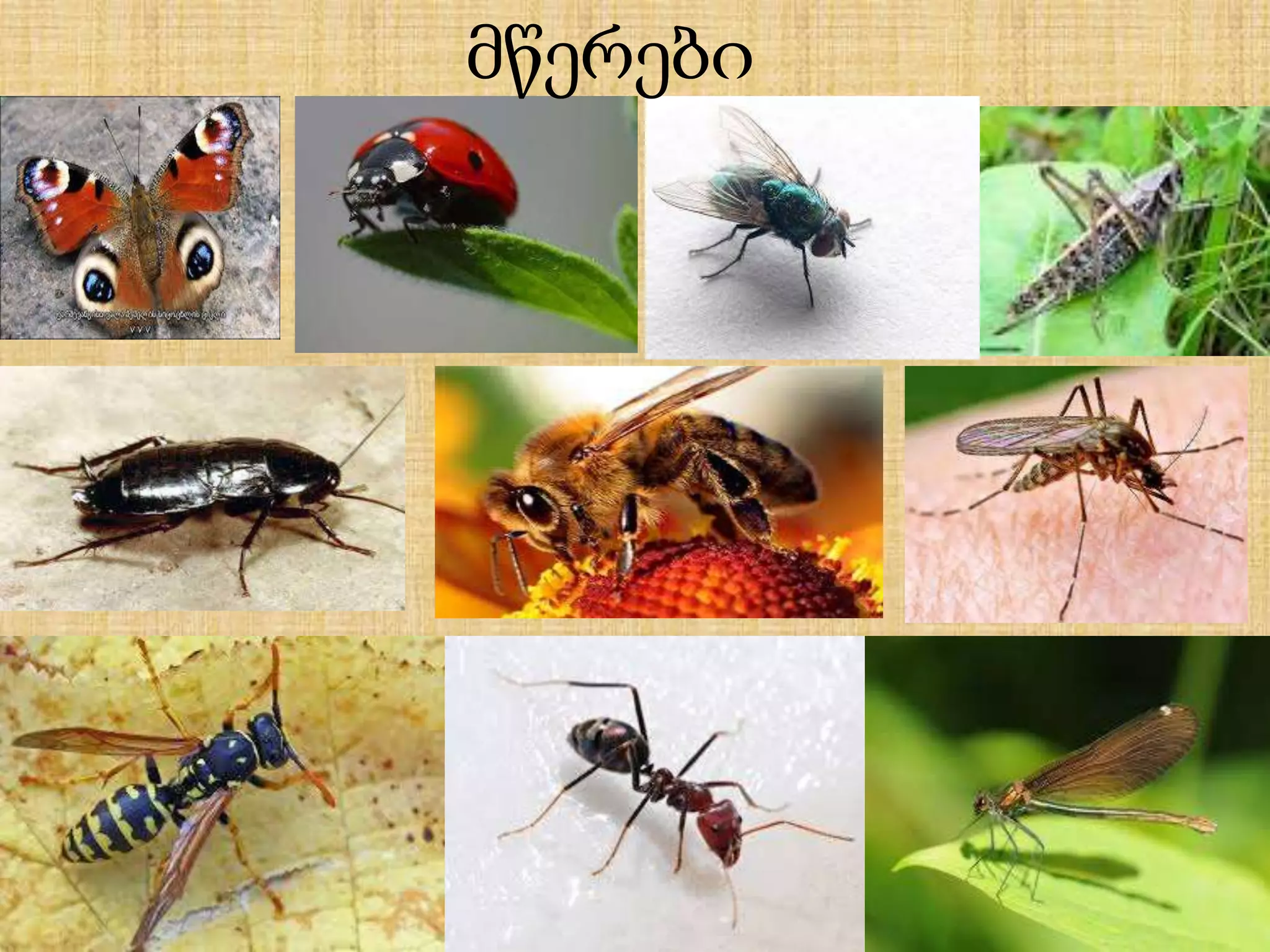 მწერები | PPTX