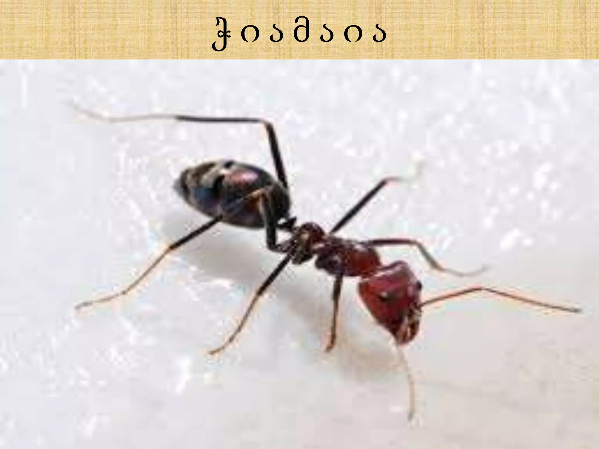 მწერები | PPTX