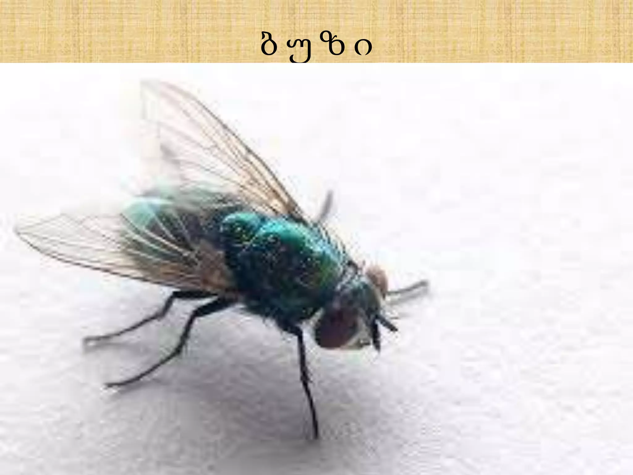 მწერები | PPTX