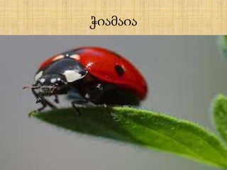 მწერები | PPTX