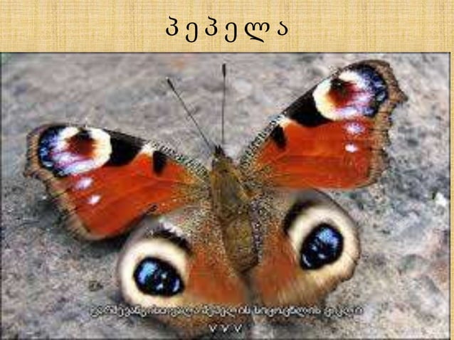 მწერები | PPTX