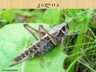 მწერები | PPTX