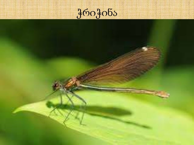 მწერები | PPTX