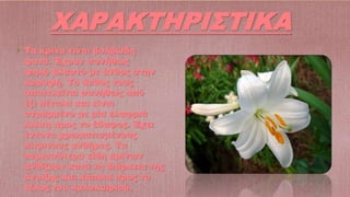 εργασια για τα φυτα τσουγα ζωη μιχαηλιδου μαρια | PPTX