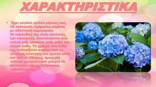 εργασια για τα φυτα τσουγα ζωη μιχαηλιδου μαρια | PPTX