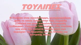 εργασια για τα φυτα τσουγα ζωη μιχαηλιδου μαρια | PPTX